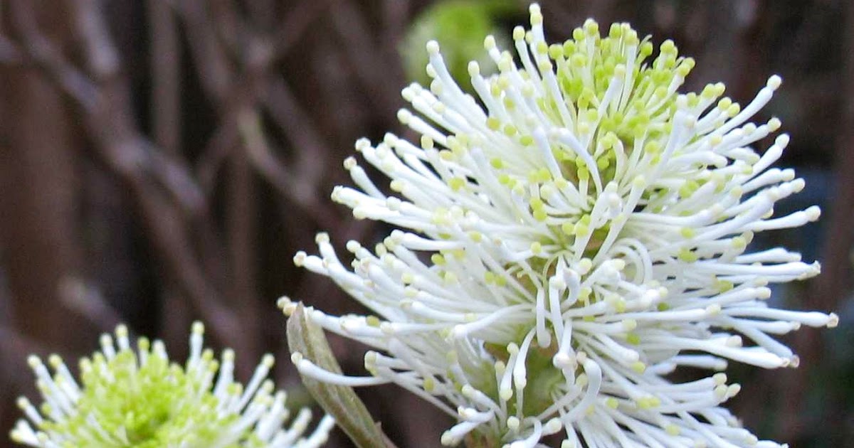 Using Georgia Native Plants: Native Shrubs for Small Gardens