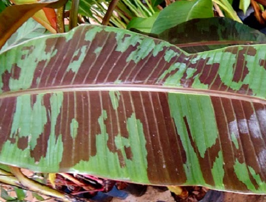 PlantWerkz: Musa Sumatrana - Blood Banana