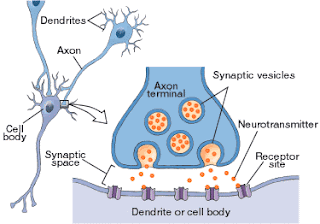 Conectando tus neuronas: La Sinapsis Química