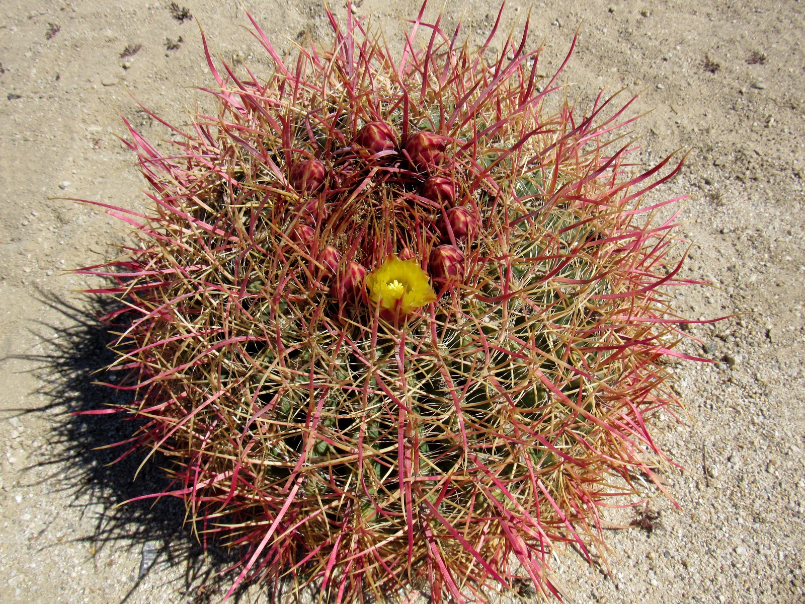 Plant Life of the Colorado Desert