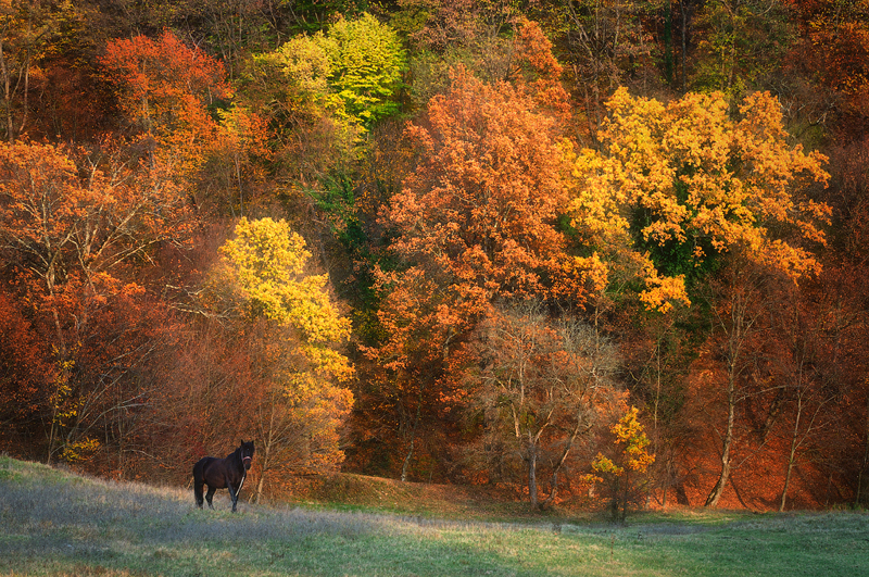 TWO CENTS ABOUT ROMANIA: Peisaj cu cal