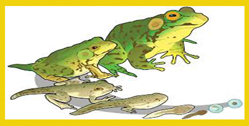 Bullfrog Farming