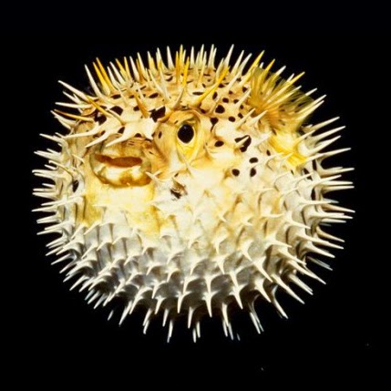 Paulo Adriano Baptista: PEIXE BALÃO