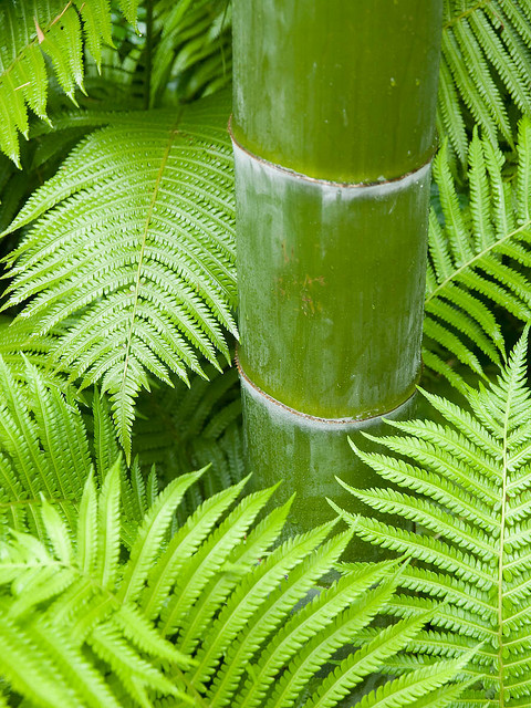 The Fern and The Bamboo - A Must Read Story