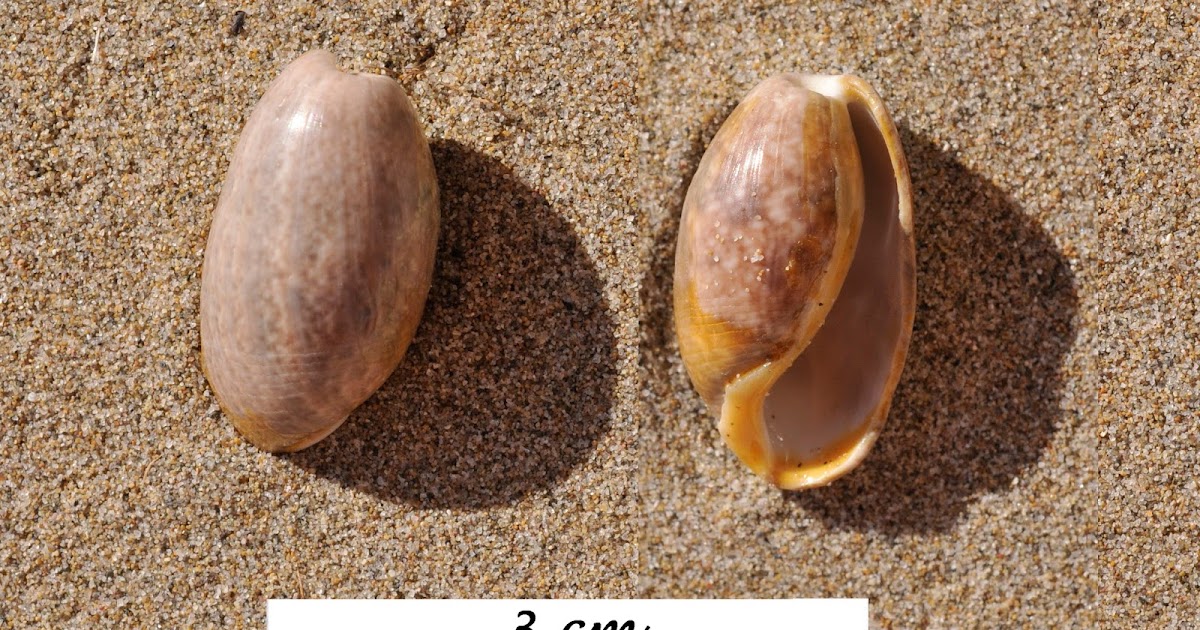 Tesoros a la orilla del mar: Bulla striata