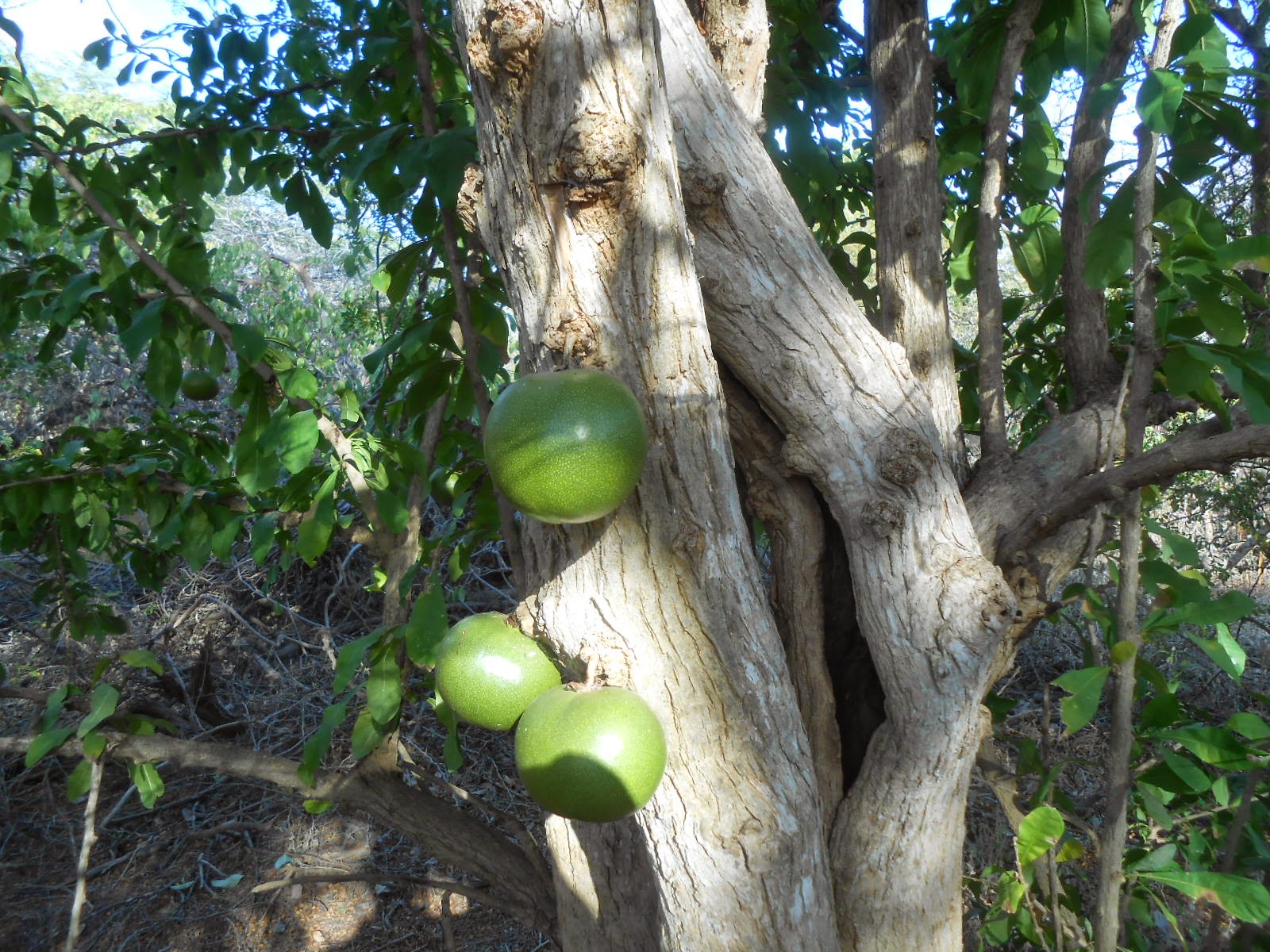 Hiking Curaçao - The Trails: Wandelverslag Groot St. Michiel.