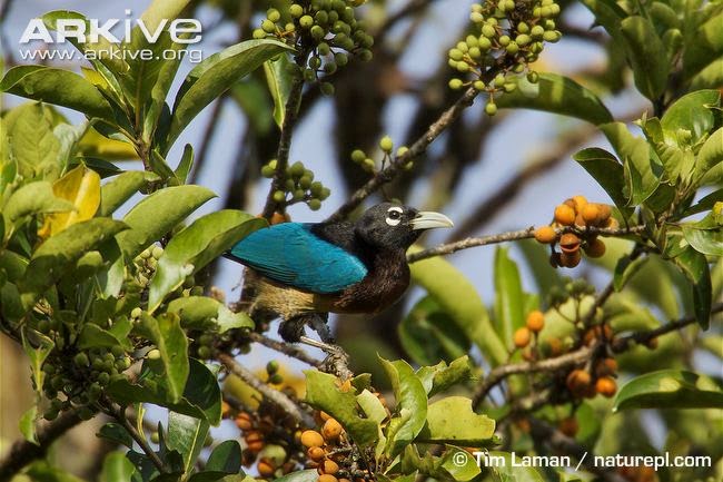 Soldier's Task: Animal Kingdom: Blue Bird of Paradise (Paradisaea rudolphi)