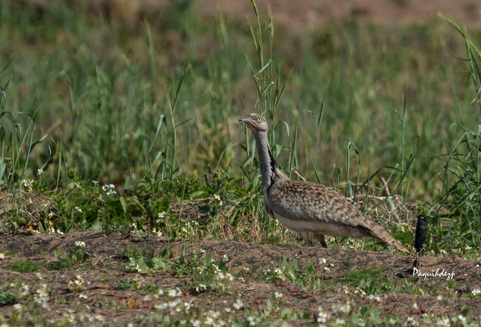 Paqui.blog de naturaleza: HUBARA CANARIA ( AVUTARDA HUBARA )