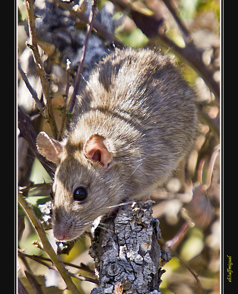 Miguel fotografia: RATA CAMPESTRE O NEGRA (Rattus rattus)