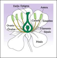 Biologia: Estructura interna de la Flor