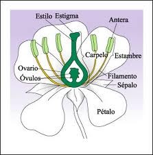 Biologia: Estructura interna de la Flor