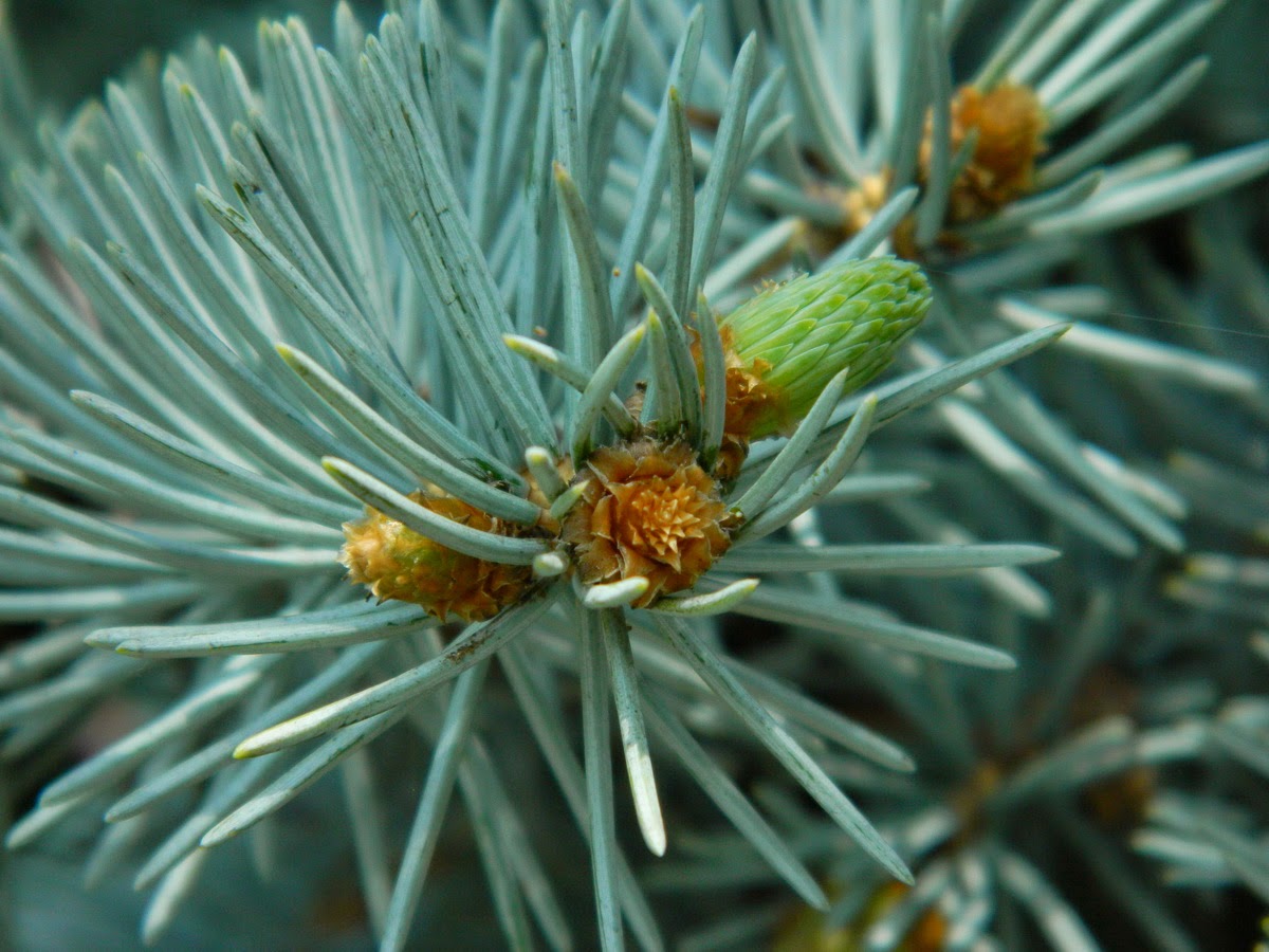 LA MULTI ANI, ROMANIA!: Muguri si mici conuri de brad argintiu