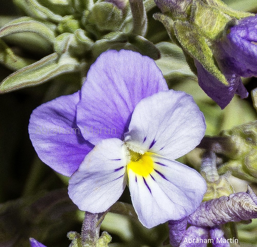 TENERIFE EN IMÁGENES: VIOLETA DEL TEIDE EN FLOR (MAYO, 2015)