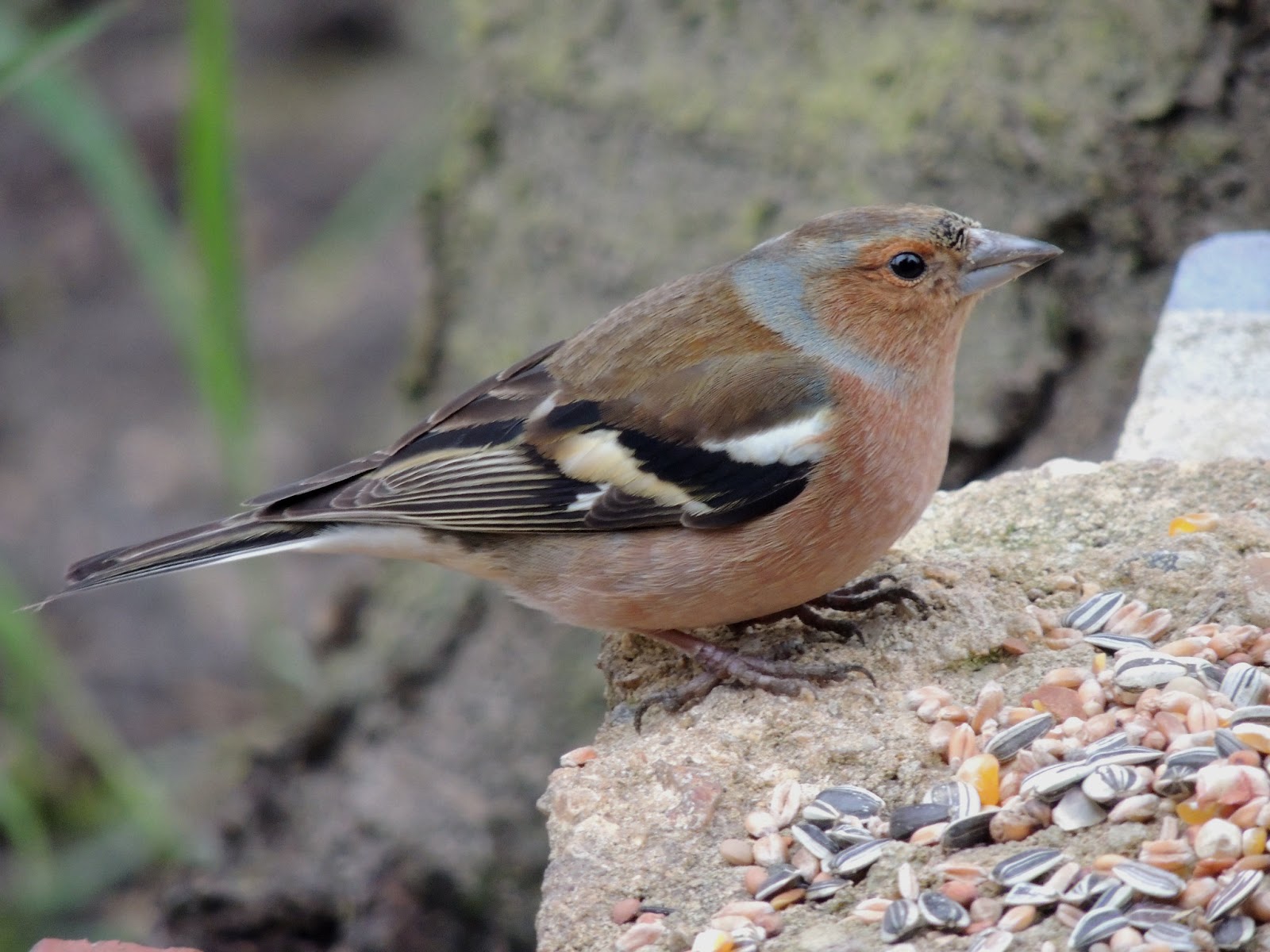 FELIPECHE VIDEO: Le pinson des arbres, un vrai gourmand