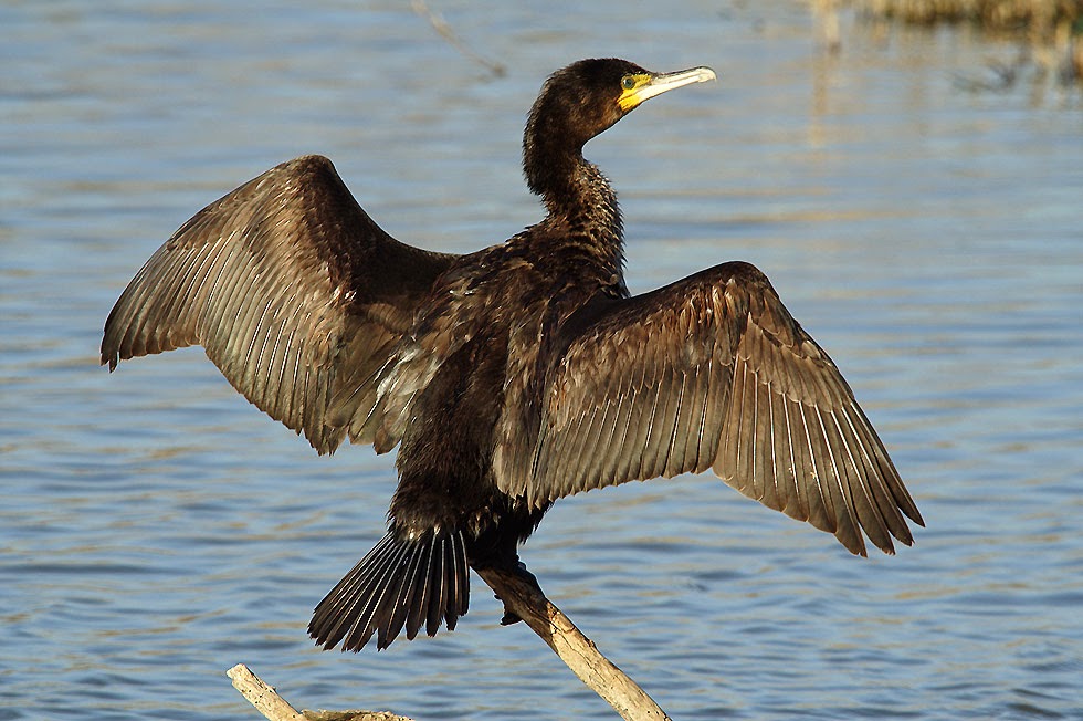 Cormorán Grande 'Negro'