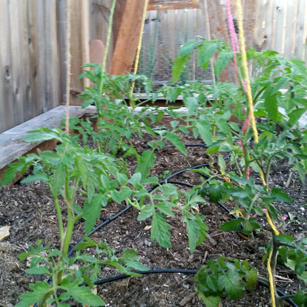 Erin Reed Makes: Colorful Rope for Training Tomato Plants - Canavs Corp ...