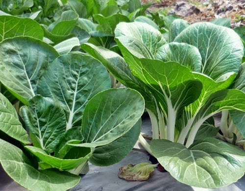 Tips - Mengatasi busuk daun pada Sawi (Caisim) - Kolom Organik