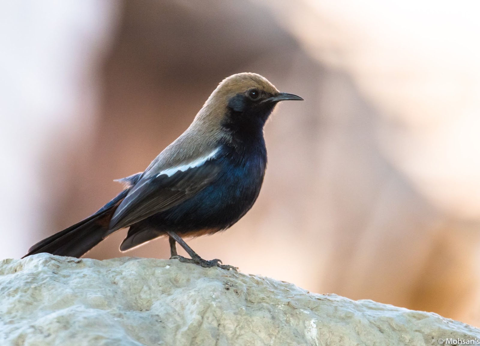 Beautiful Birds of Pakistan - 6 ~ Jaho Jalal