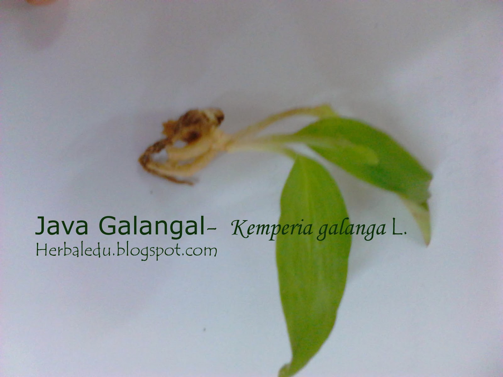 Java galangal - Iguru piyali - ඉගුරු පියලි - Herbal Plants of Asia
