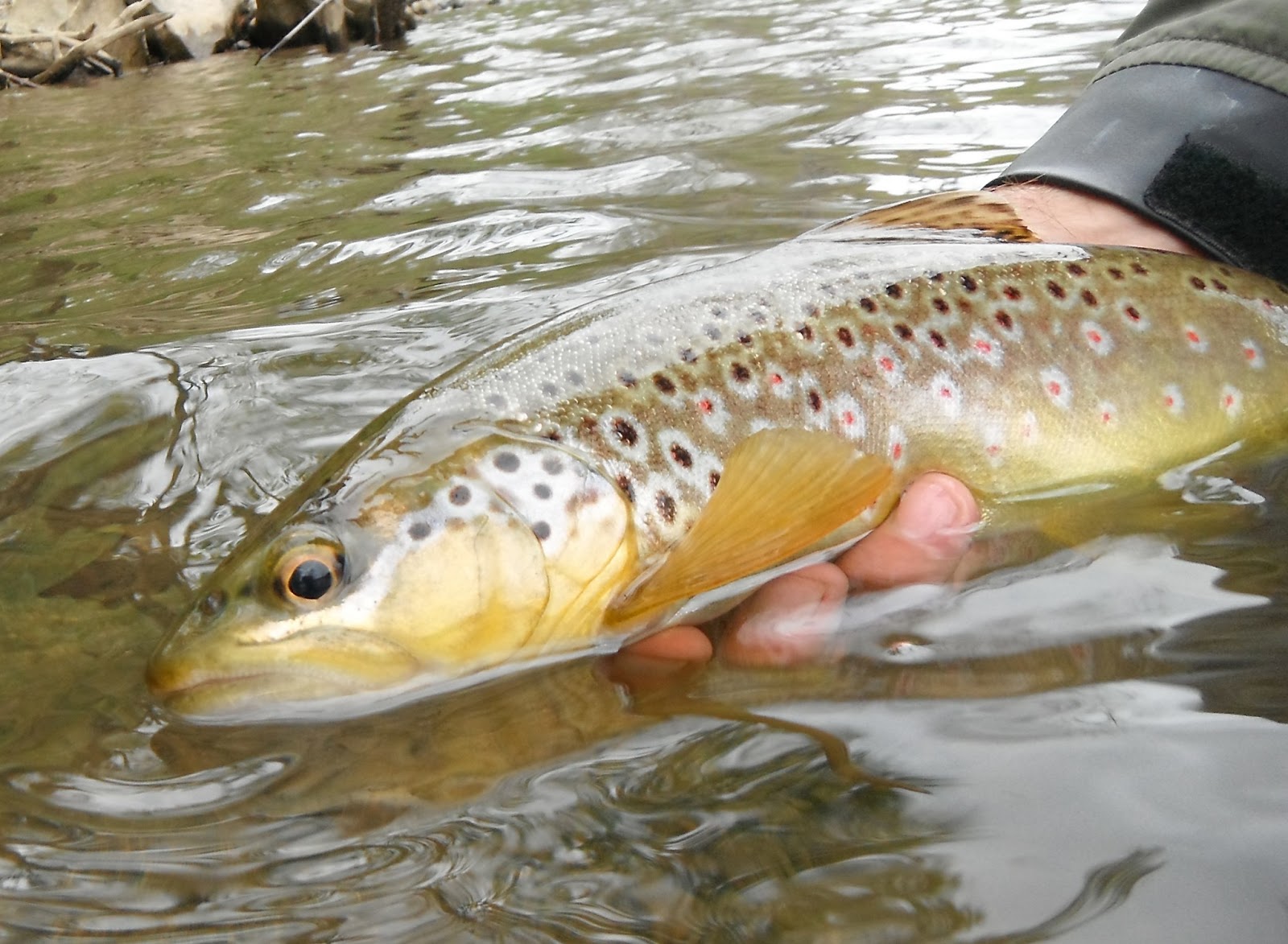 Western Maryland Fly Fishing: Savage River 04-30-2013