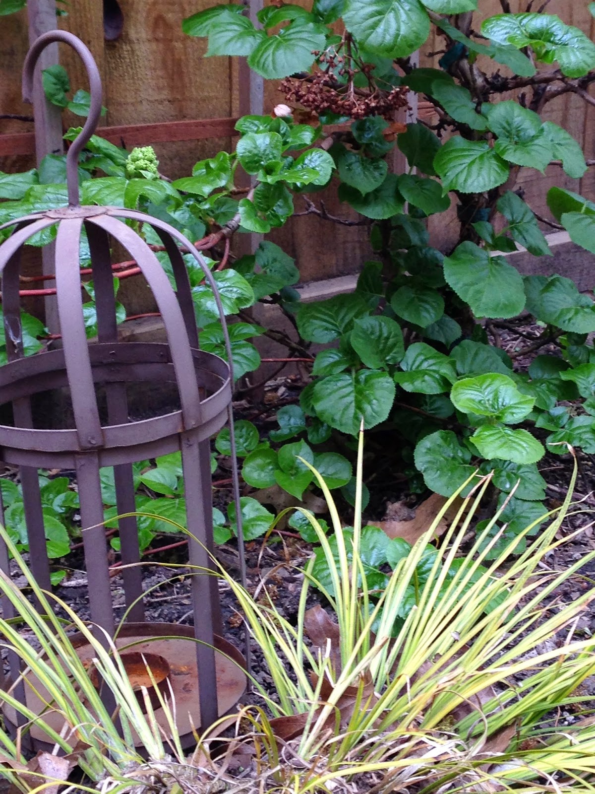 My Garden Diaries April 2015 my-garden-diaries-april-2015