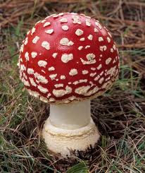Matamoscas o falsa oronja (Amanita muscaria)