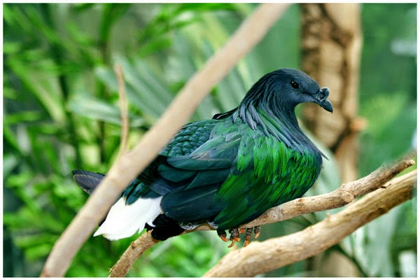 NICOBAR PIGEON photos - wallpapers | the fun bank