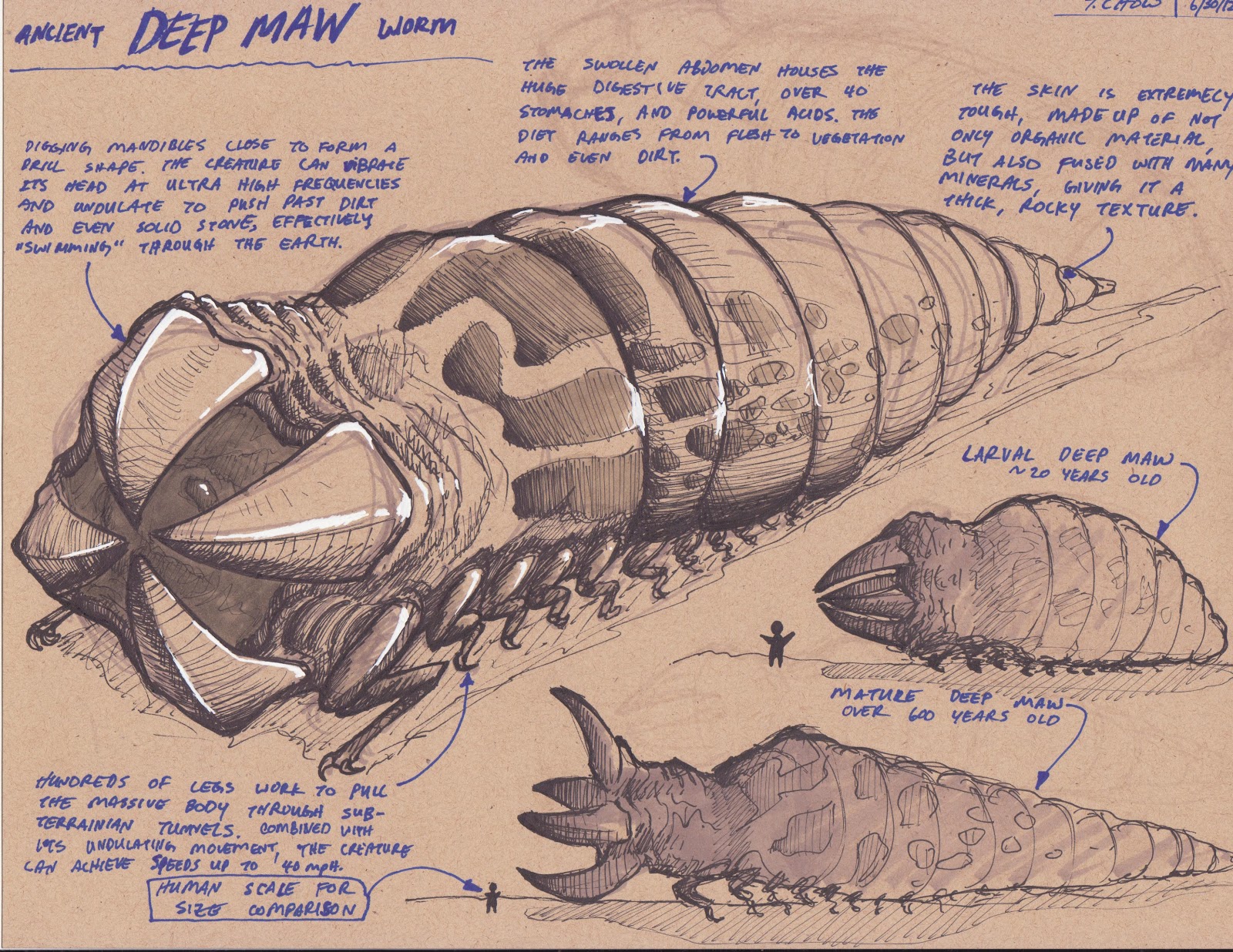 Tyler Chow: Dynamic Sketching - Week 4 - Insects