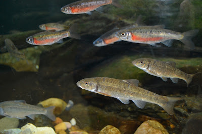 Roanoke Logperch Update | Virginia Living Museum