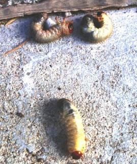 Xtremehorticulture of the Desert: 16 September 2012