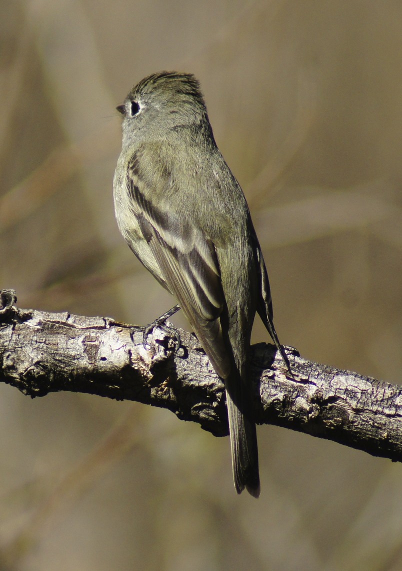 Birding Is Fun!: The Empid Enigma: To Catch a Flycatcher