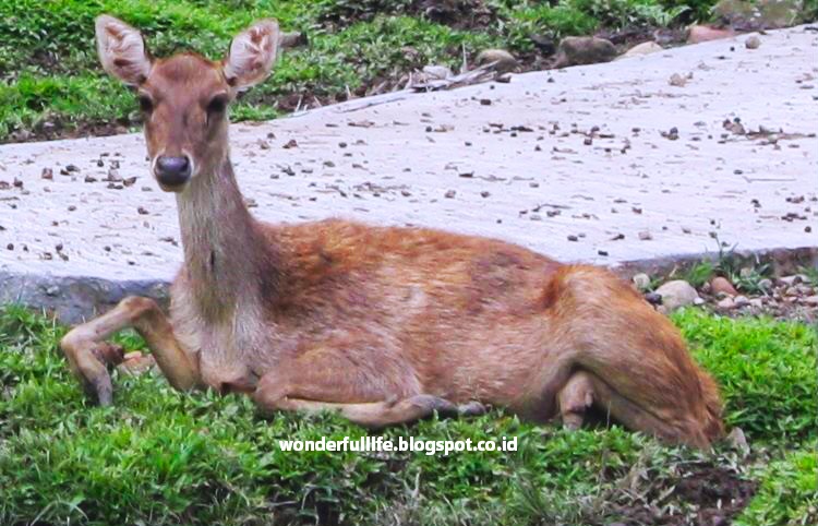 Taman Penangkaran Rusa USU - Travelicious