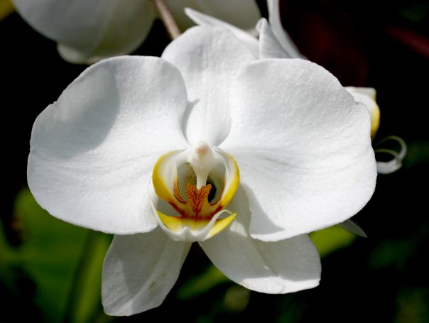 White Orchid Wallpaper