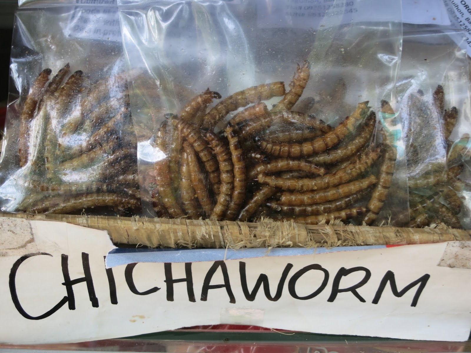 Splash of Yellow: Things to see on a Day Trip to Bohol