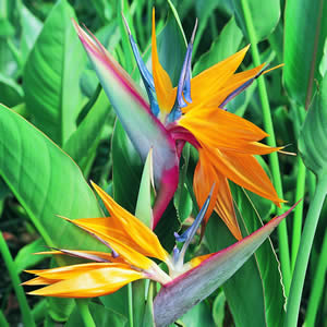 Summer Rayne Flowers: Flower of the Day Bird of Paradise