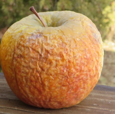 Fancy a nice stale apple? - Adam's Apples