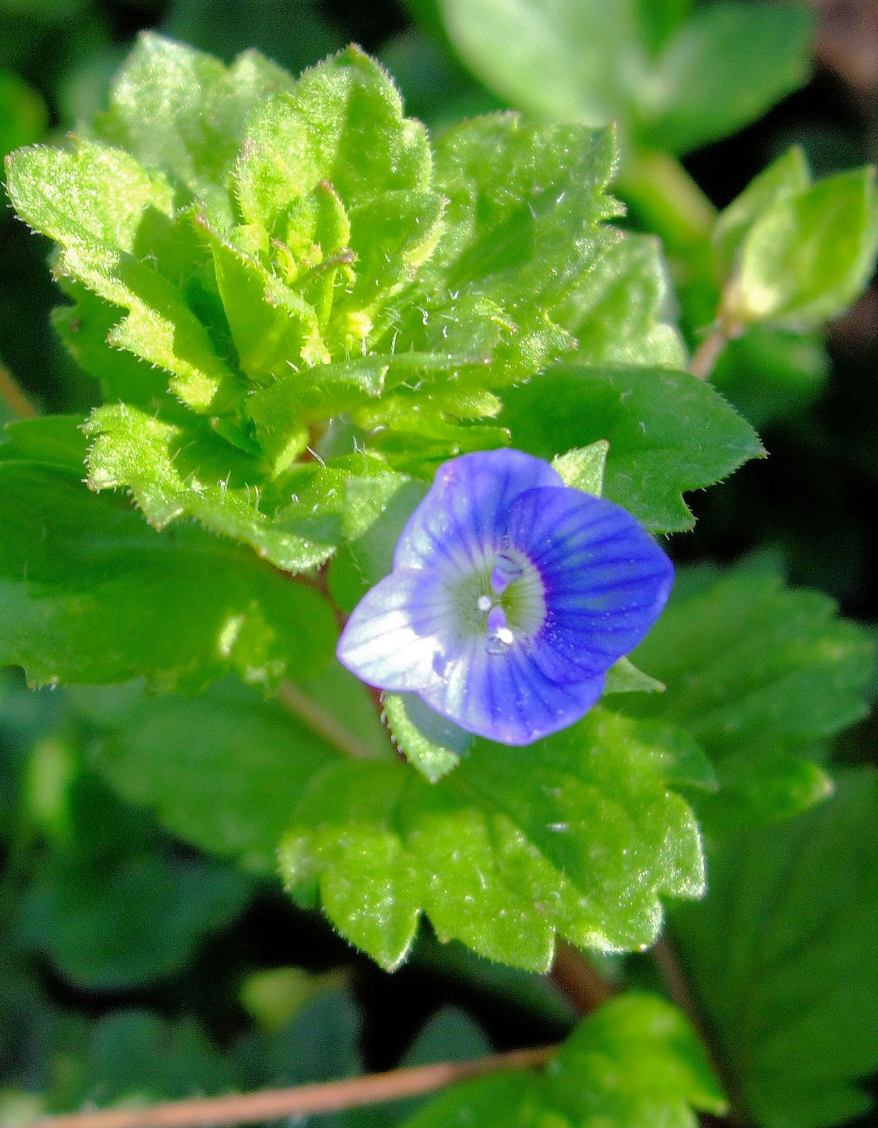 Anglesey Wild Flower Meadow: April 2012