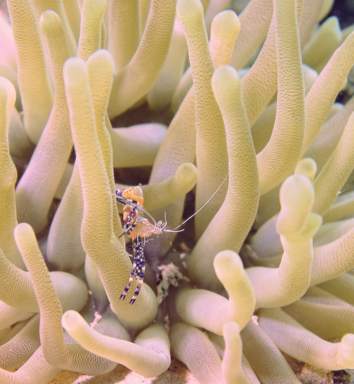 Joe Quinn Images: Curacao: Life on the Blue Edge