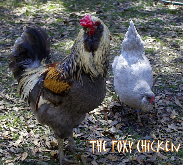 The Foxy Chicken: BarnYard Mix Rainbow Flock Hatching eggs for Sale
