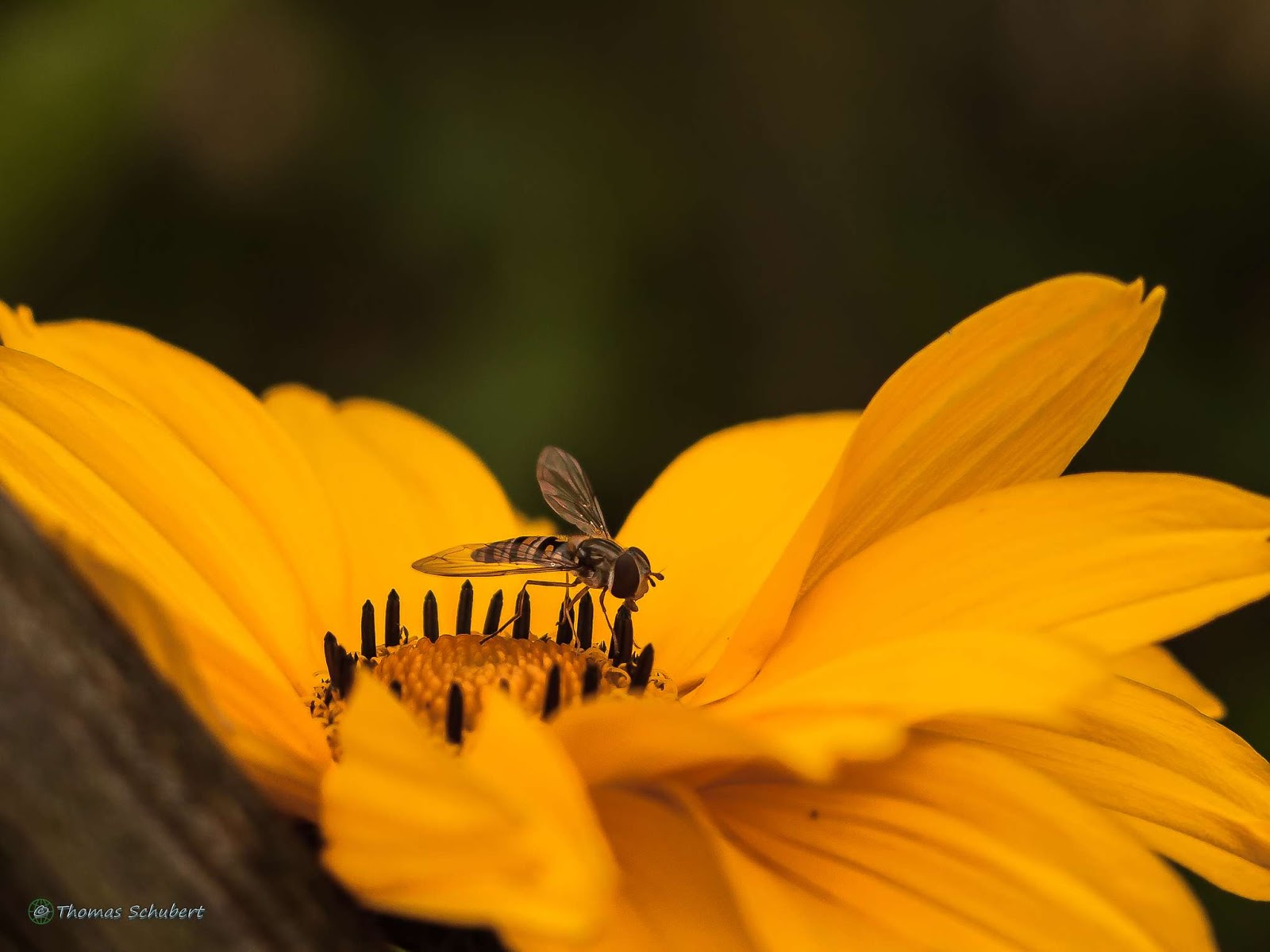 Natur Neu Sehen: Experiment mit der Durchwachsenen Silphie (Silphium ...