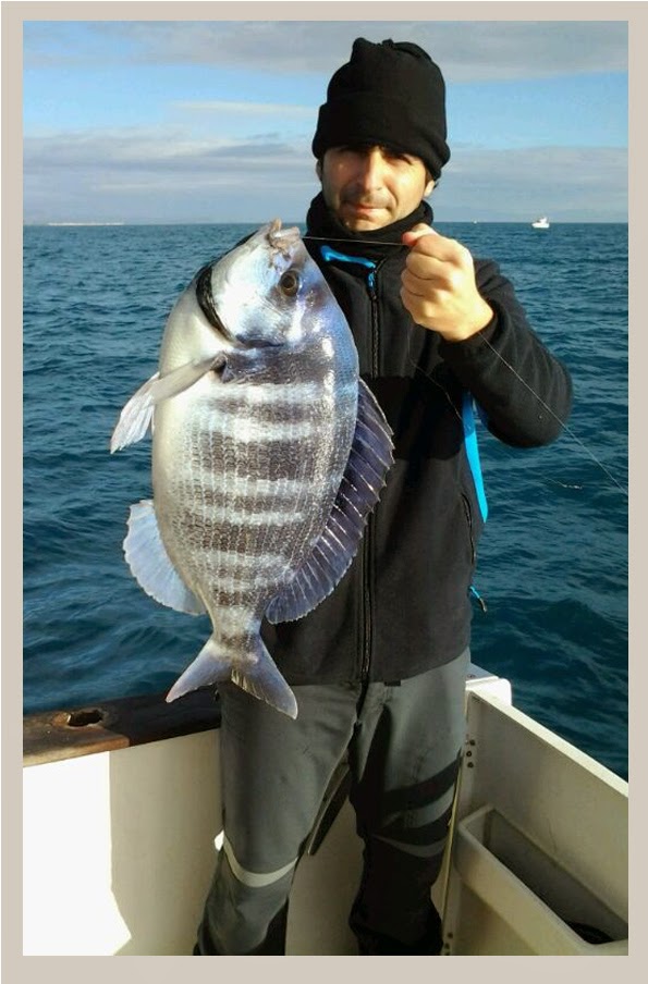 PescAVIZOR.Secretos de un pescador de TORREVIEJA: LA CHOPA: LA ...