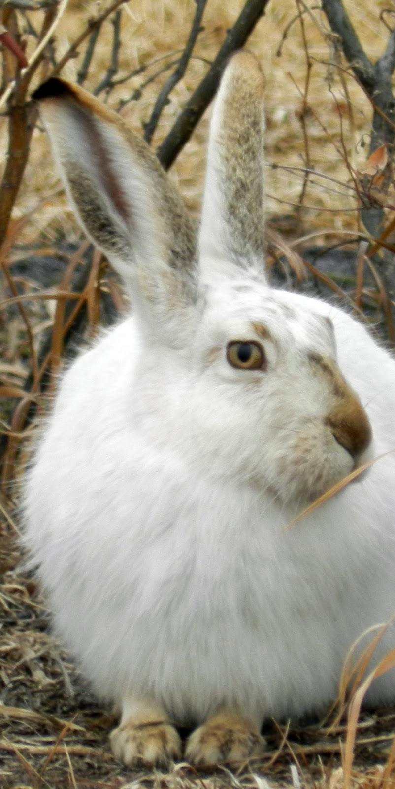 Elfshot: White-tailed Jack Rabbit