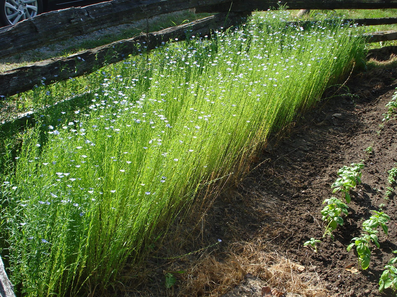 100-Mile Wear: Flax to Linen Slide Show for the LWSG