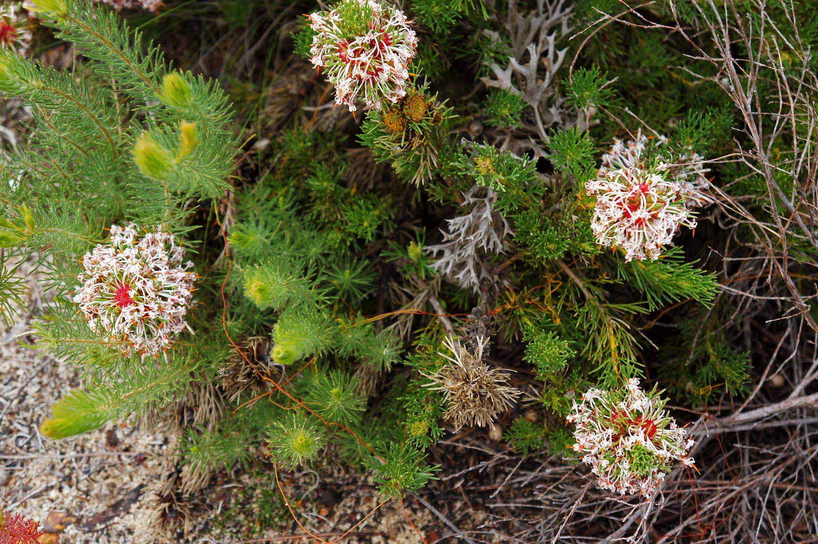 Lesueur & Gardner Trails (Lesueur National Park) ~ The Long Way's Better