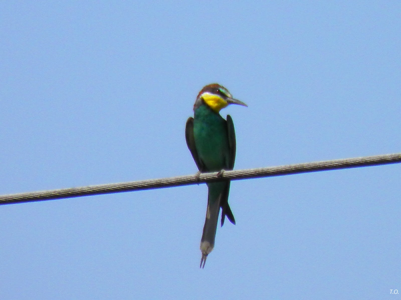 PASARI DIN ROMANIA: PRIGORIE, Merops apiaster