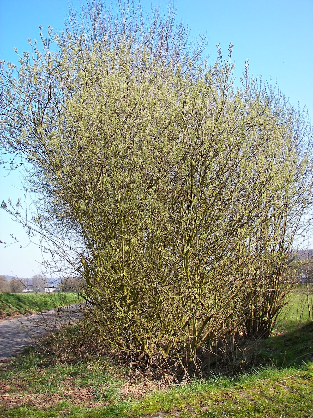 Trees Planet: Salix caprea – Goat Willow – Sallow