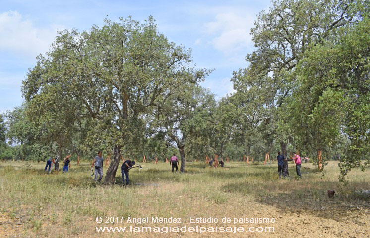 El proceso de extracción del CORCHO en los ALCORNOQUES