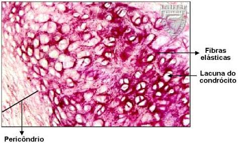 .: Tecido Cartilaginoso