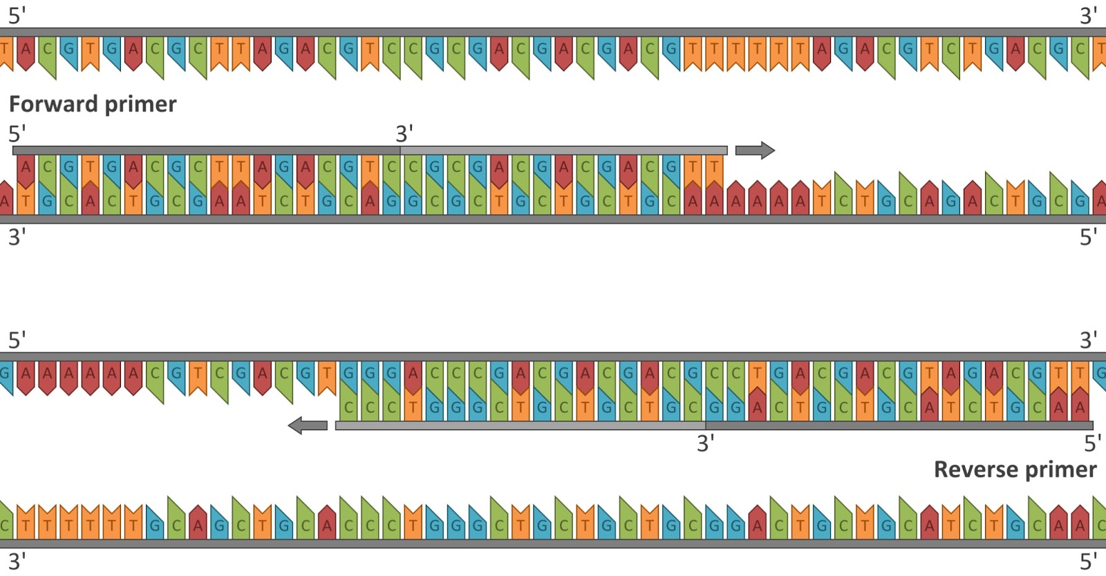Calculated Images: Need to teach PCR?