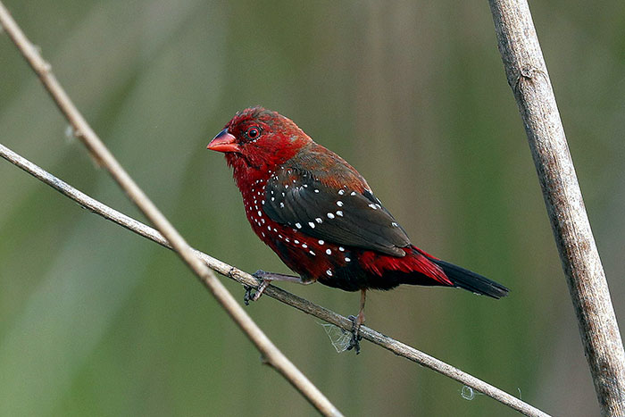 15 Photo Of Gorgeous Birds Called Strawberry Finches